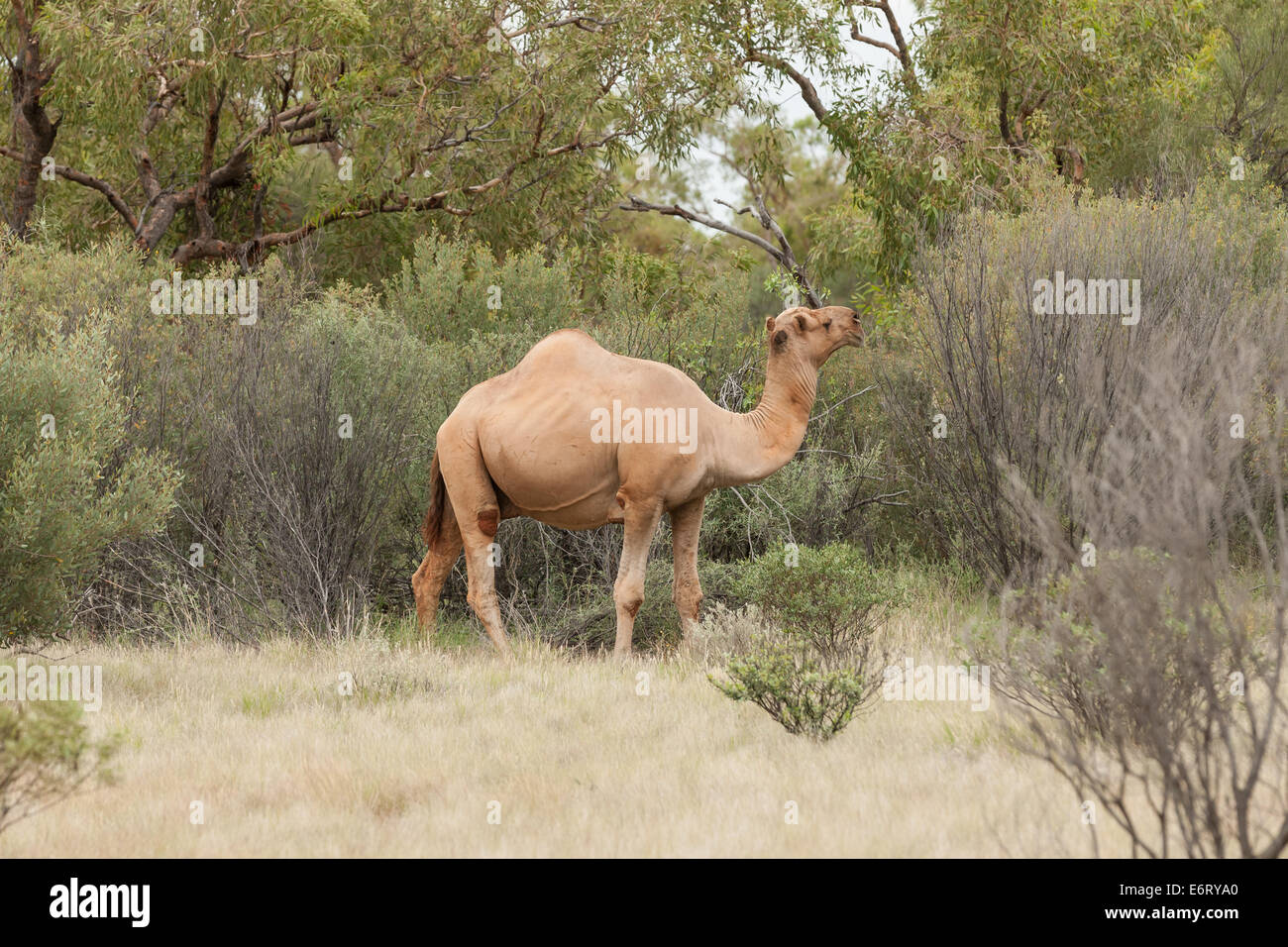 A wild camel bull in the Red Center of Australia is quietly eating the ...
