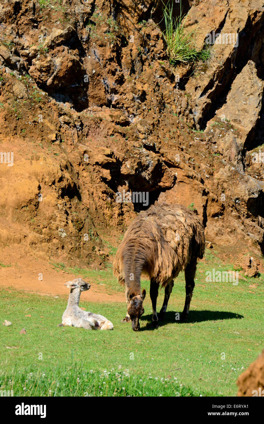 Llama (Lama glama) in the Natural Park of Cabarceno, Cantabria, Spain ...