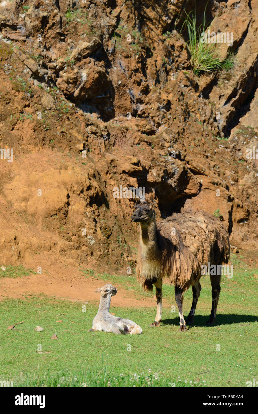 Llama (Lama glama) in the Natural Park of Cabarceno, Cantabria, Spain ...