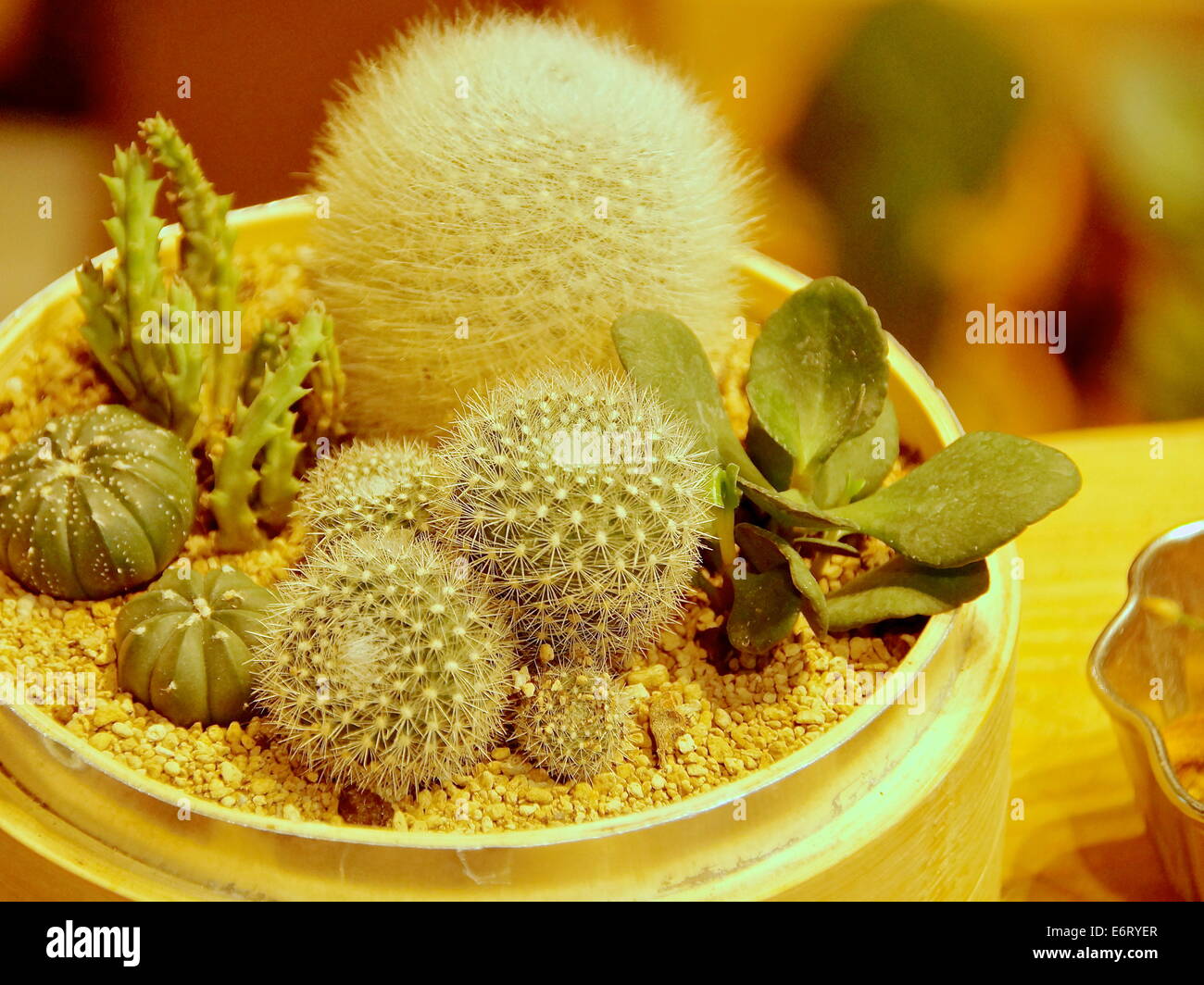 The different kind of cactus plants closeup Stock Photo - Alamy