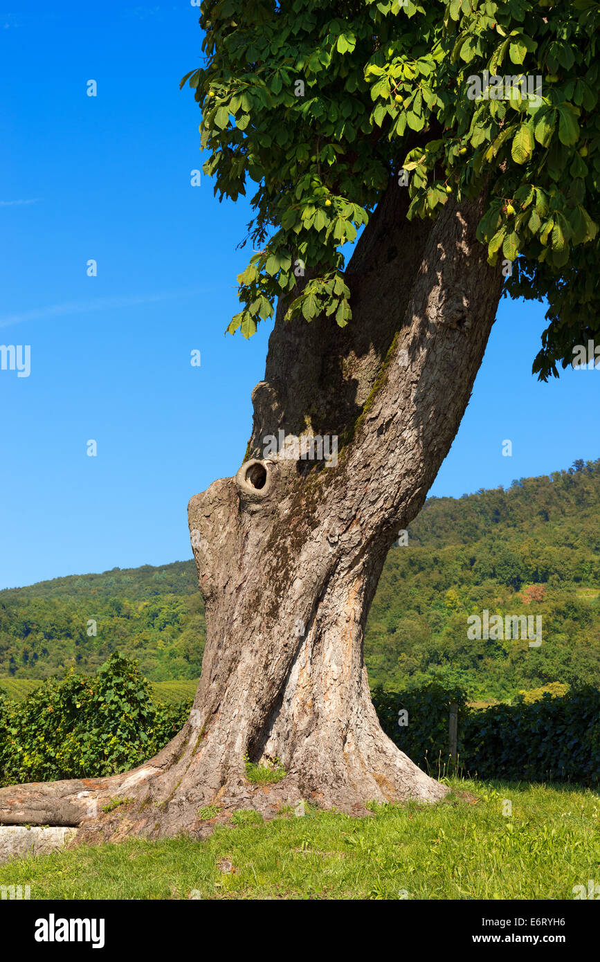 Old sweet chestnut tree leaves hi-res stock photography and images - Alamy