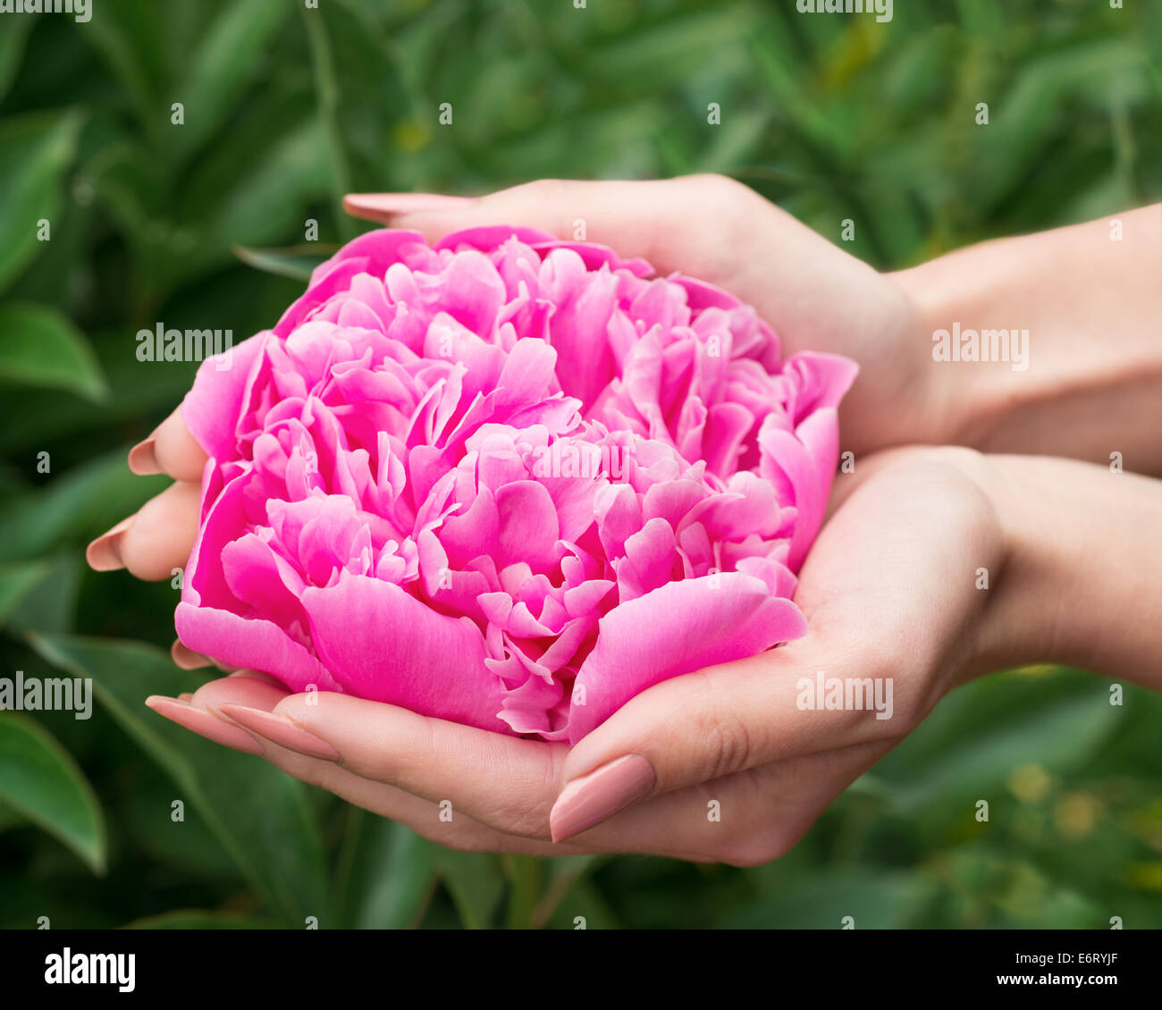 Female hands hold a peony Stock Photo - Alamy