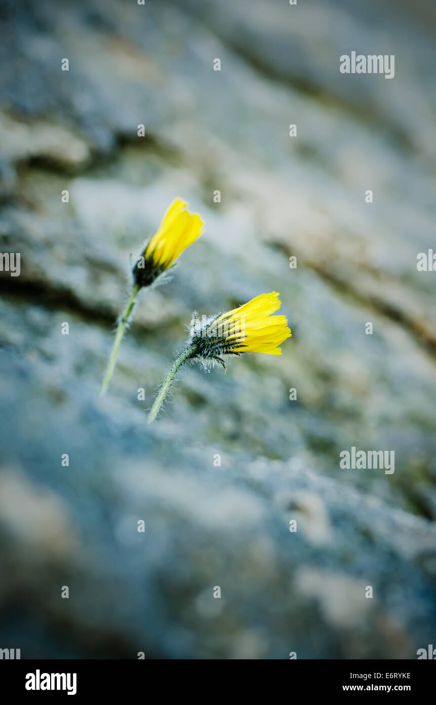 Flowers in rock Stock Photo - Alamy