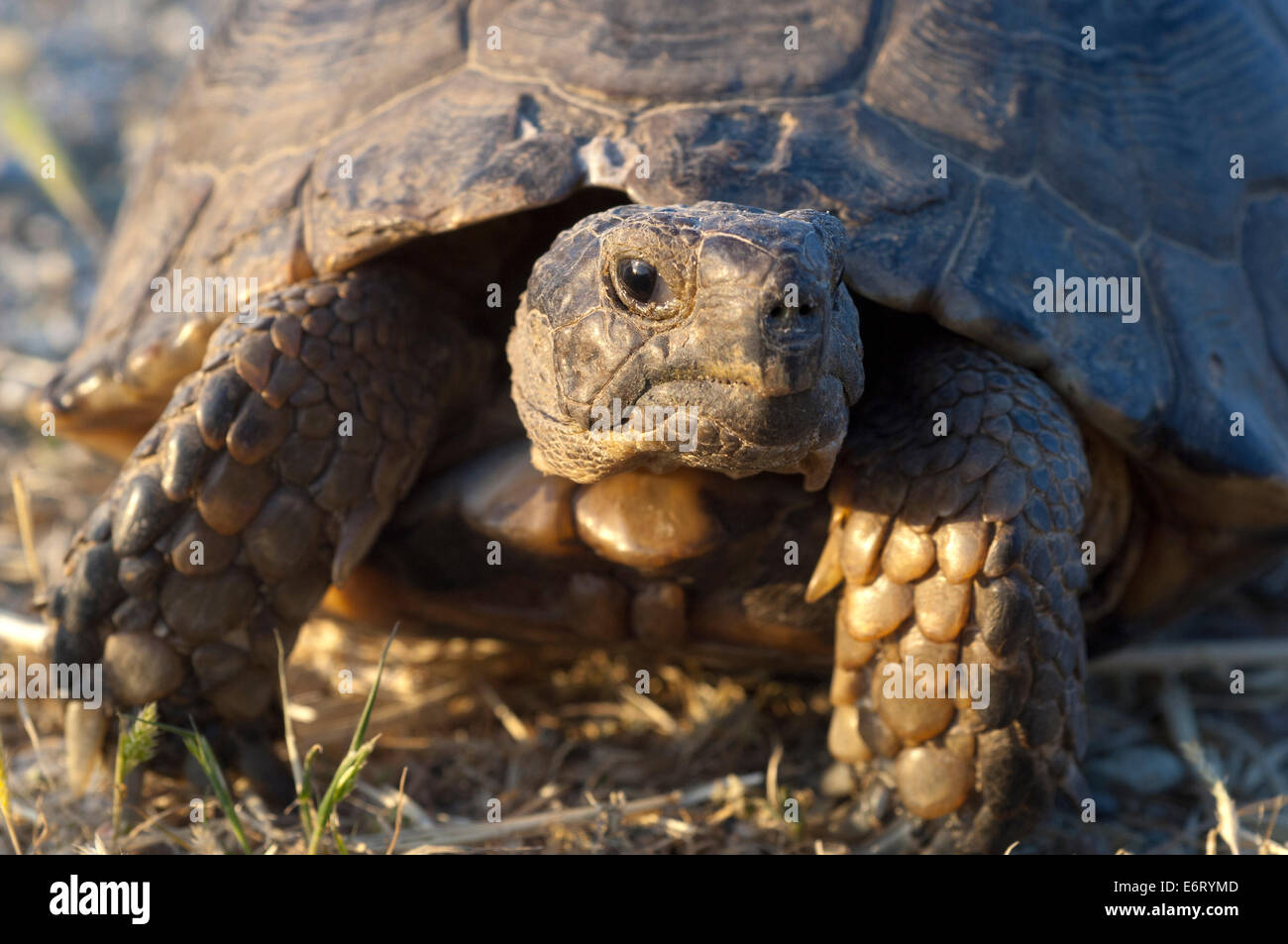 Marginated tortoise (Testudo marginata Stock Photo - Alamy