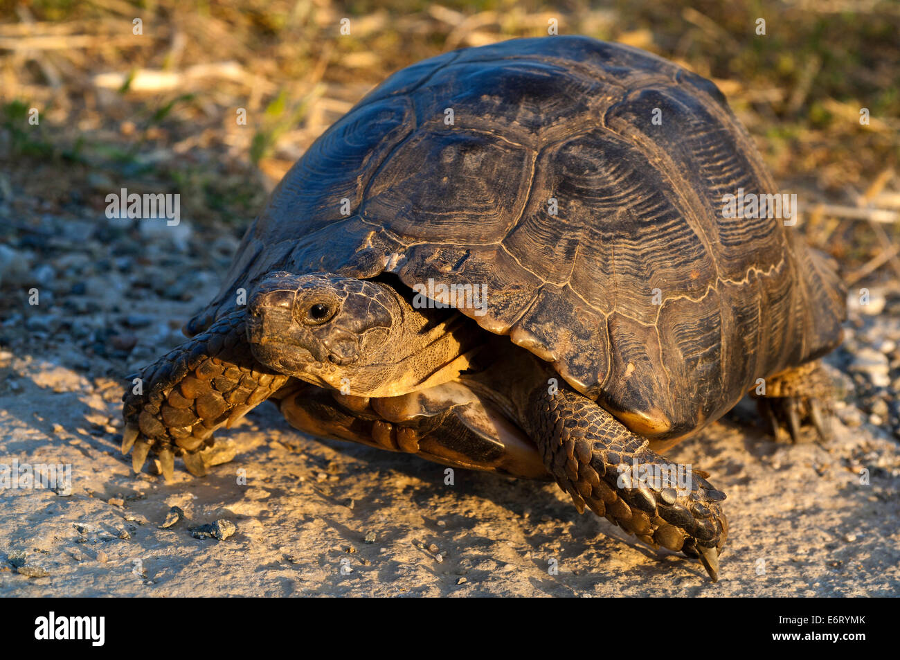Marginated tortoise (Testudo marginata Stock Photo - Alamy