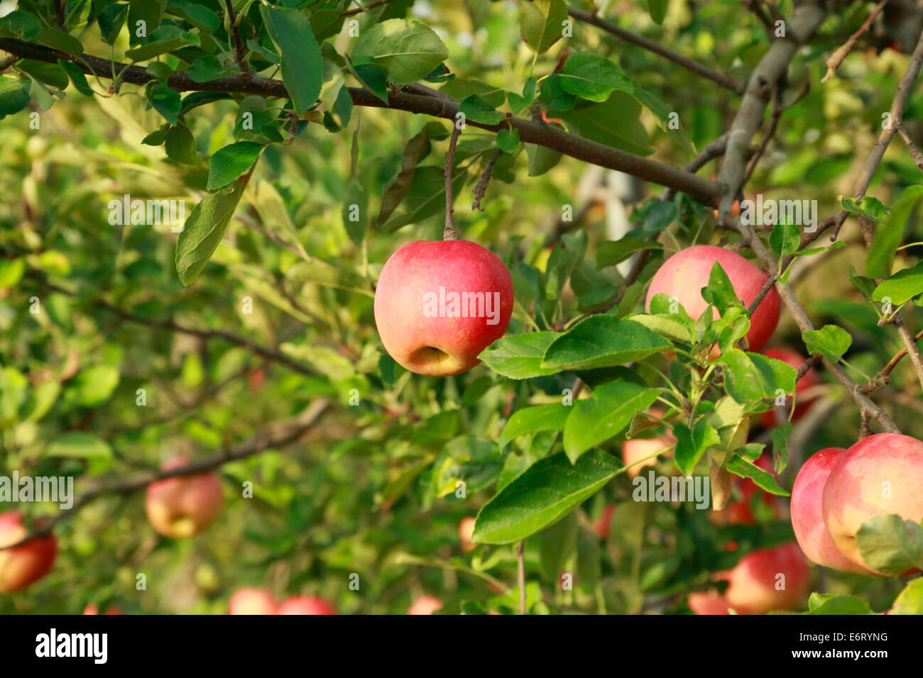 Trees with red apples in an orchard Stock Photo - Alamy