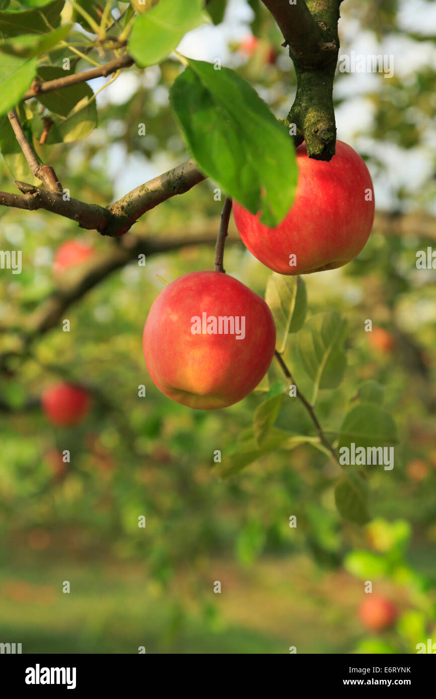 Trees with red apples in an orchard Stock Photo - Alamy