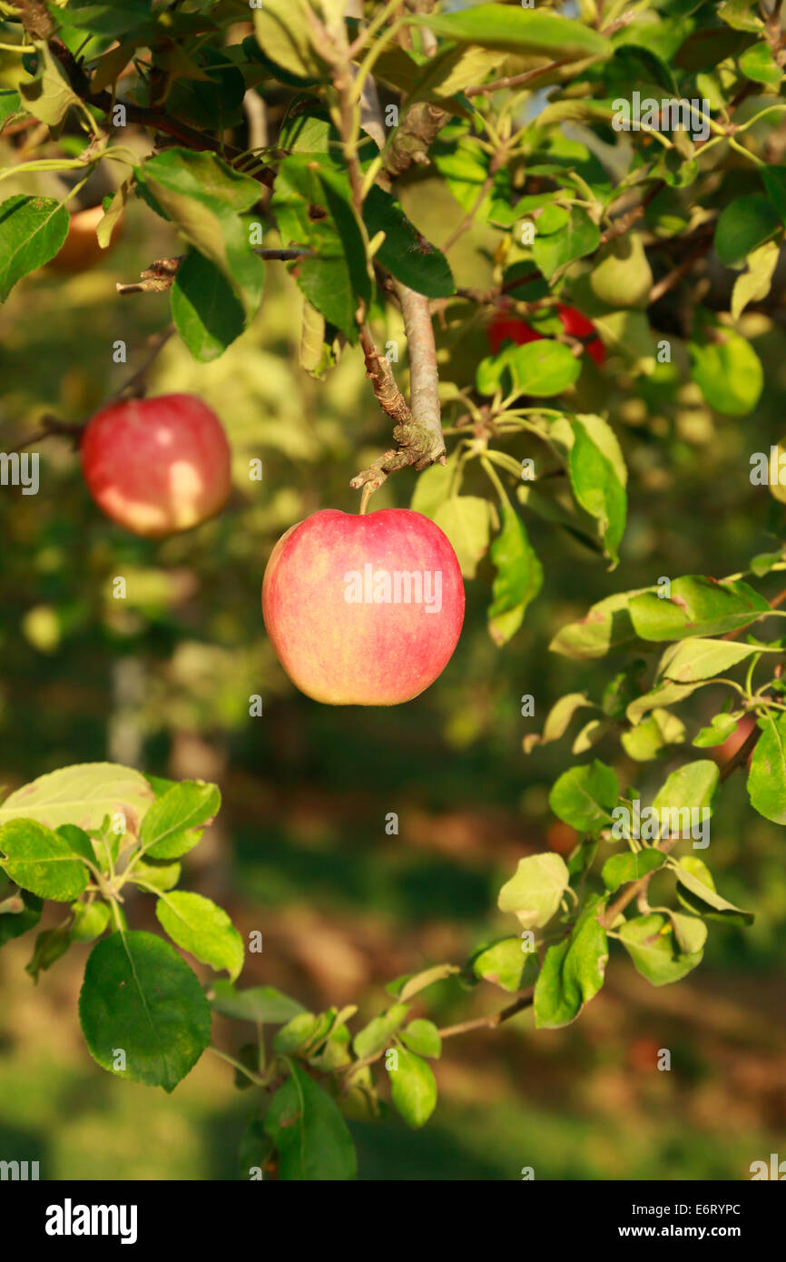 Trees with red apples in an orchard Stock Photo - Alamy
