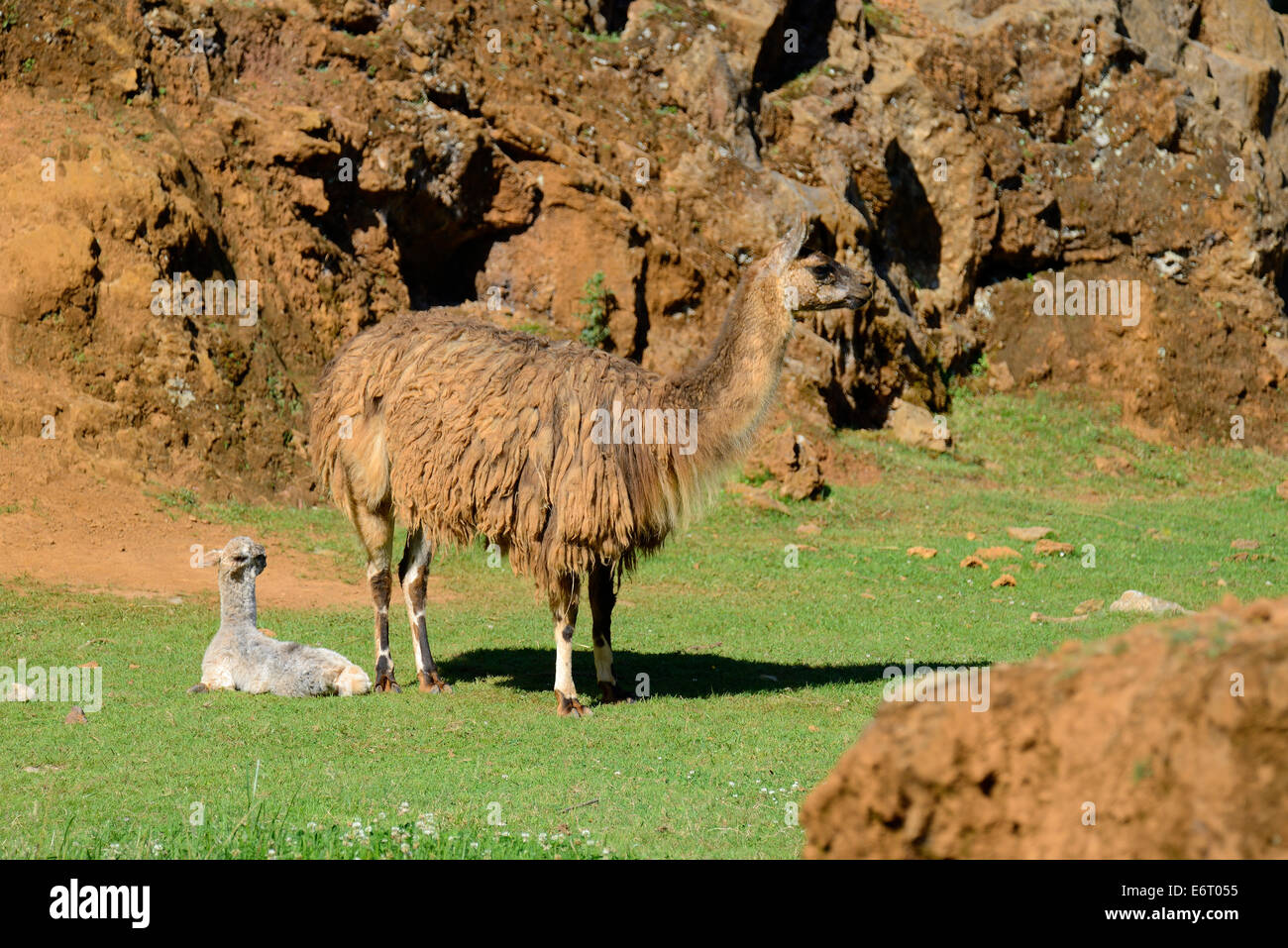 Llama (Lama glama) in the Natural Park of Cabarceno, Cantabria, Spain ...