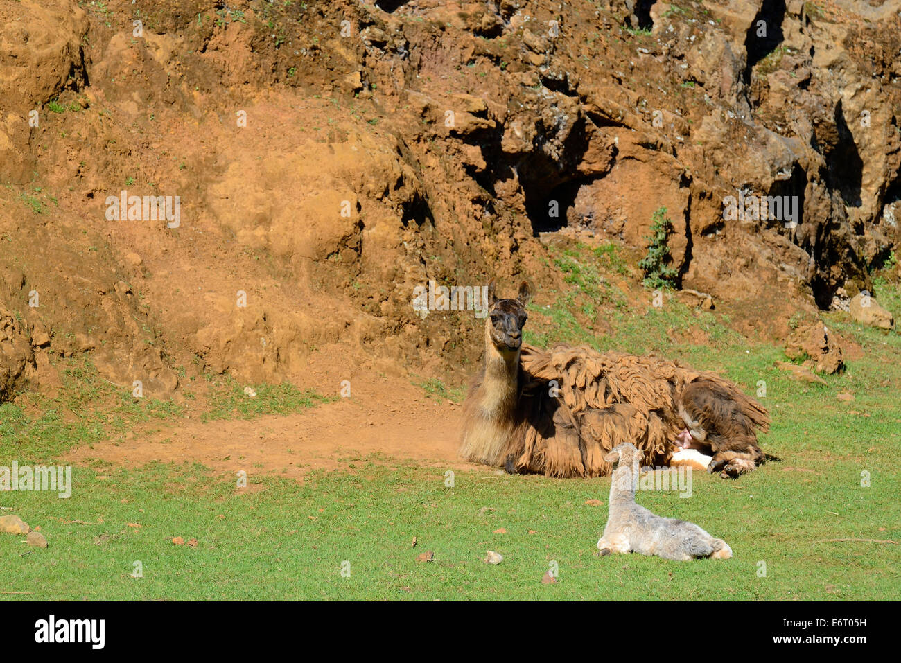 Llama (Lama glama) in the Natural Park of Cabarceno, Cantabria, Spain ...