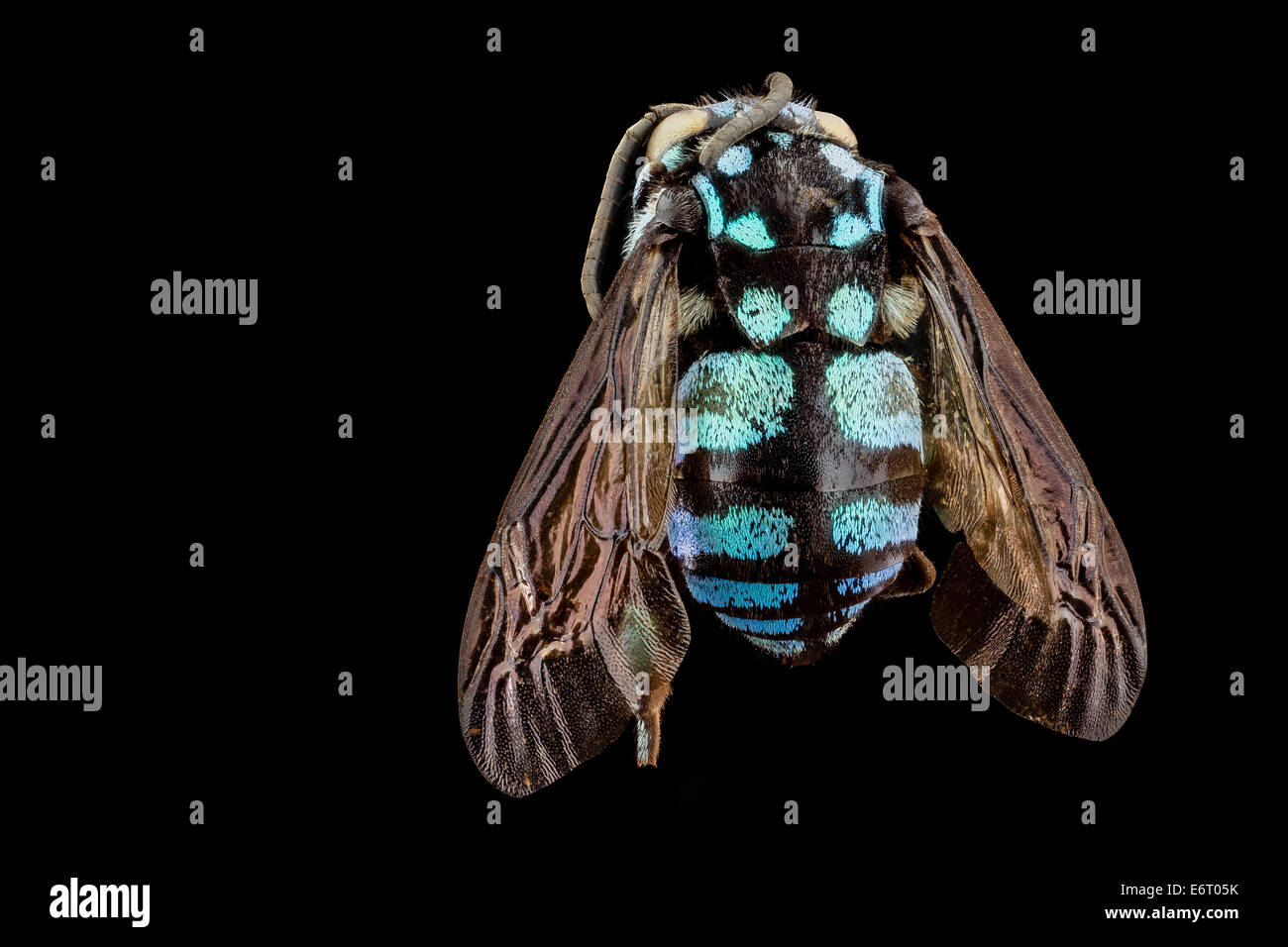 A close-up shot of a male Thyreus wallacei bee from the Philippines ...