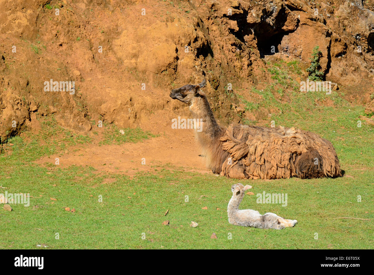 Llama (Lama glama) in the Natural Park of Cabarceno, Cantabria, Spain ...
