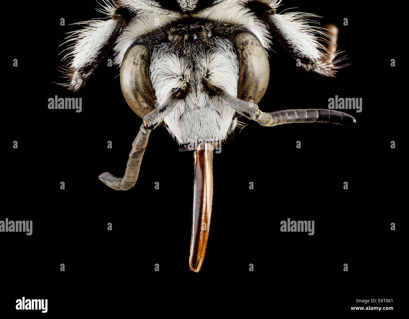 This image shows a white Thyreus species bee, photographed in Ethiopia ...
