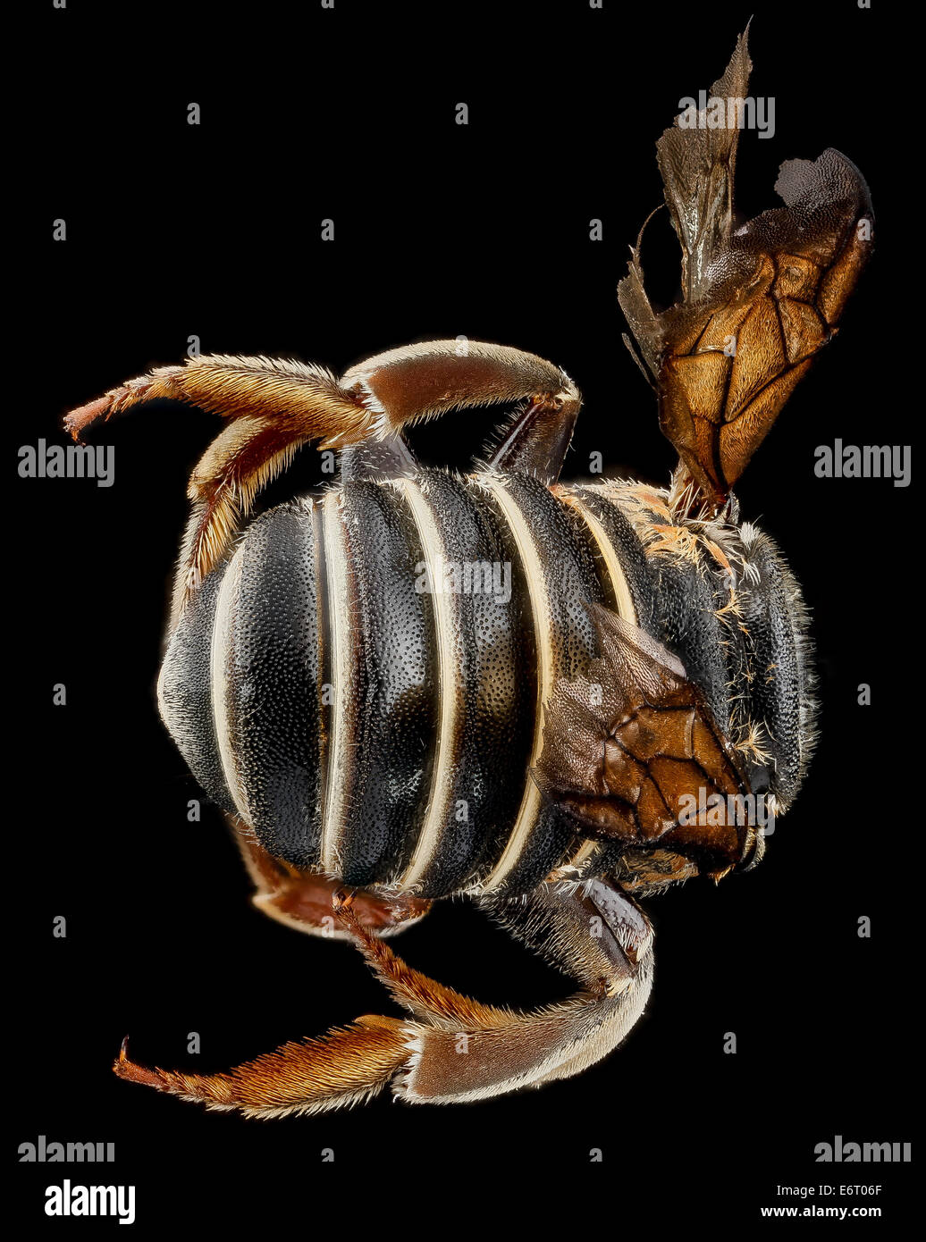 A female Trachusa ridingsii bee captured at Sandhills National Wildlife ...