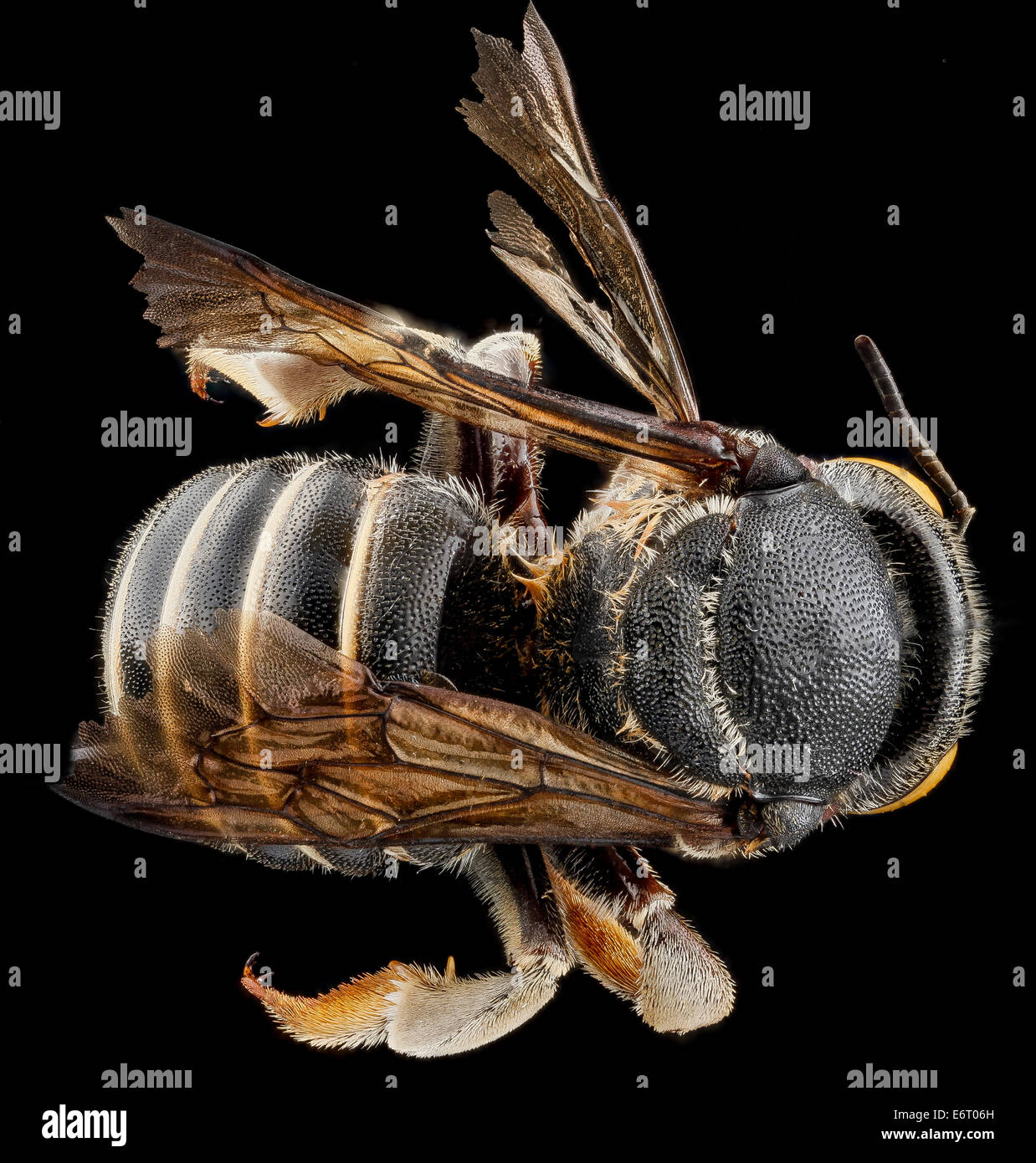 This image shows the female Trachusa ridingsii bee photographed at the ...