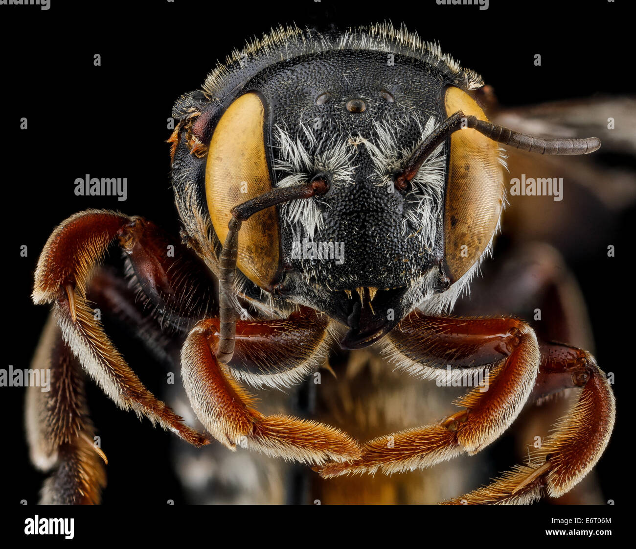 The female Trachusa ridingsii, a species of bee from Sandhills National ...