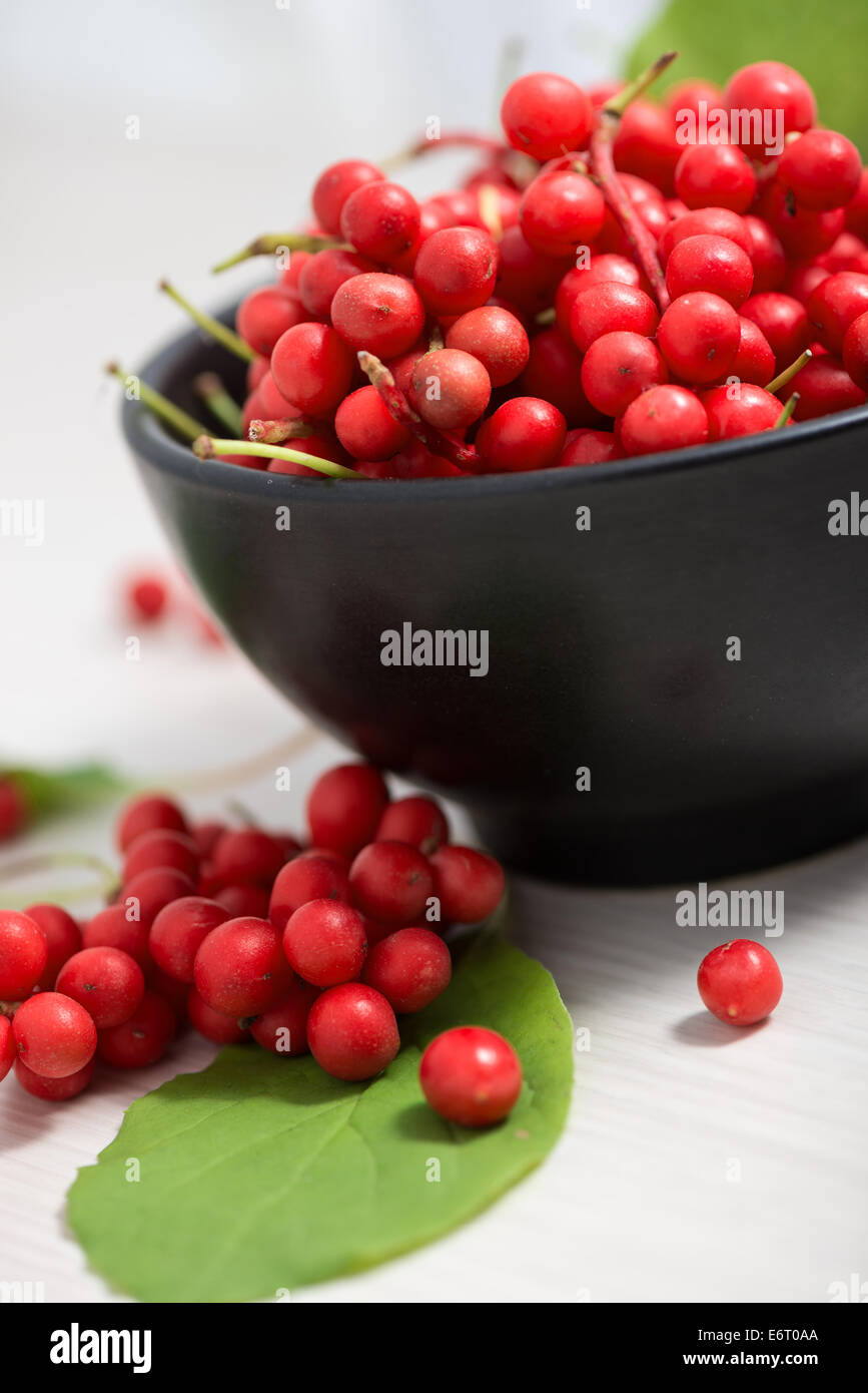 Schisandra chinensis hi-res stock photography and images - Alamy