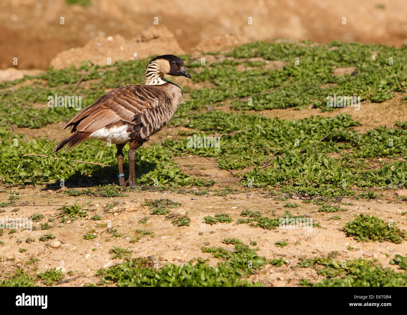 Goldfinch in its natural habitat unnoticed posing with their beautiful ...