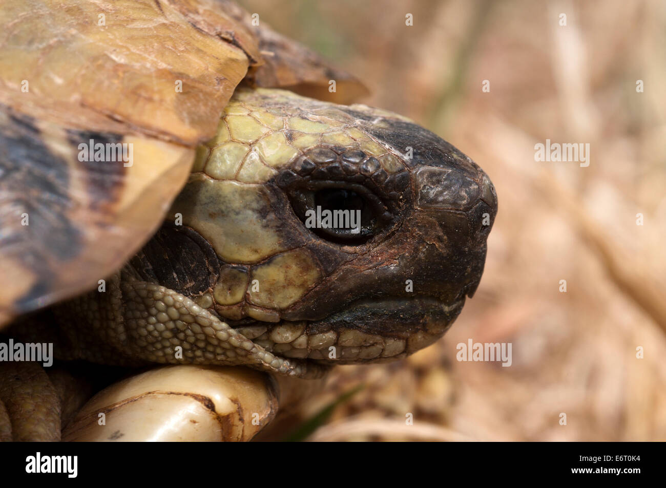 Side view of turtles head hi-res stock photography and images - Alamy