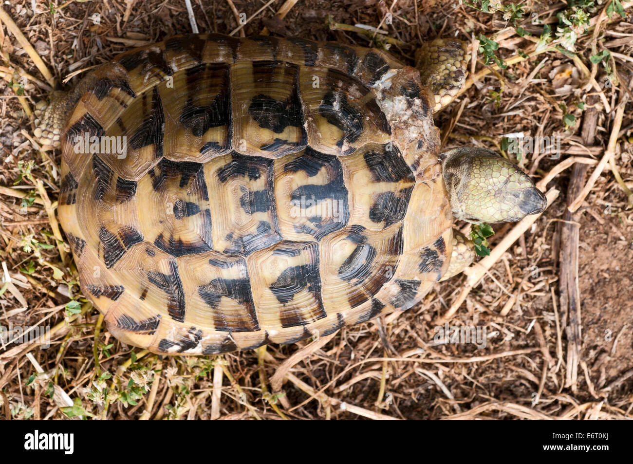 Hermann´s tortoise (Testudo hermanni Stock Photo - Alamy