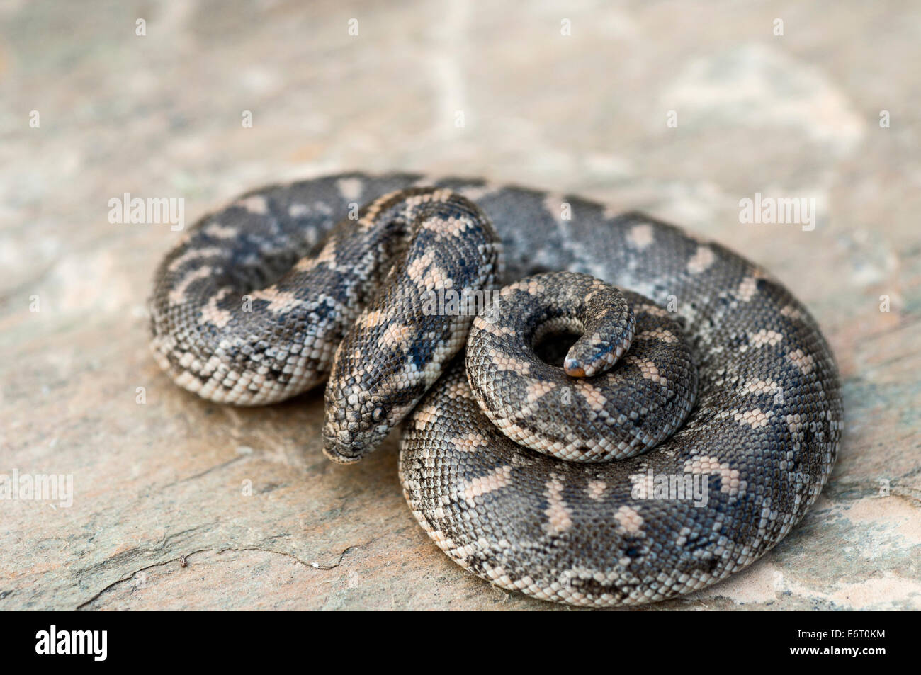 Jaculus hi-res stock photography and images - Alamy
