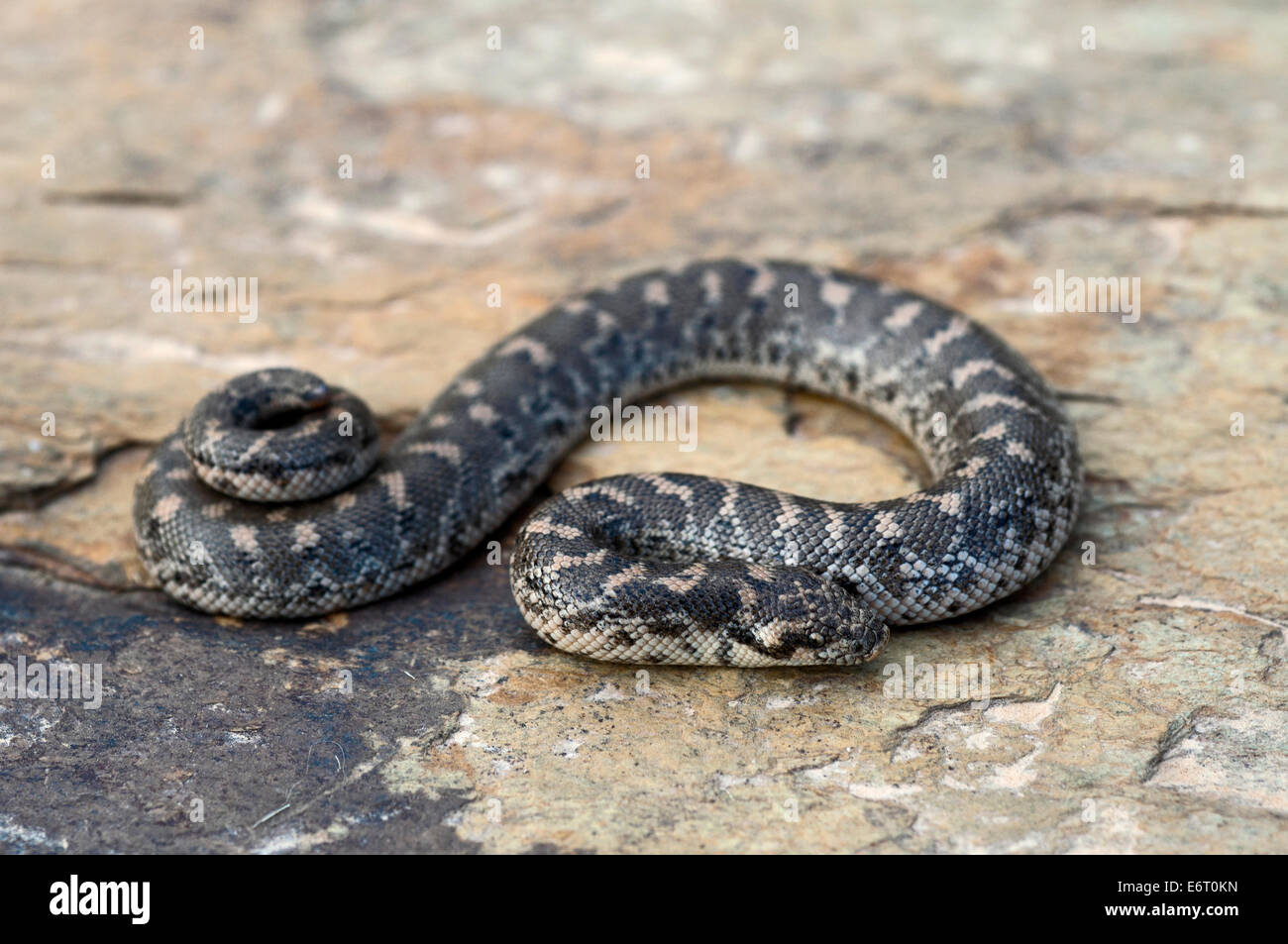 Javelin sand boa (Eryx jaculus Stock Photo - Alamy