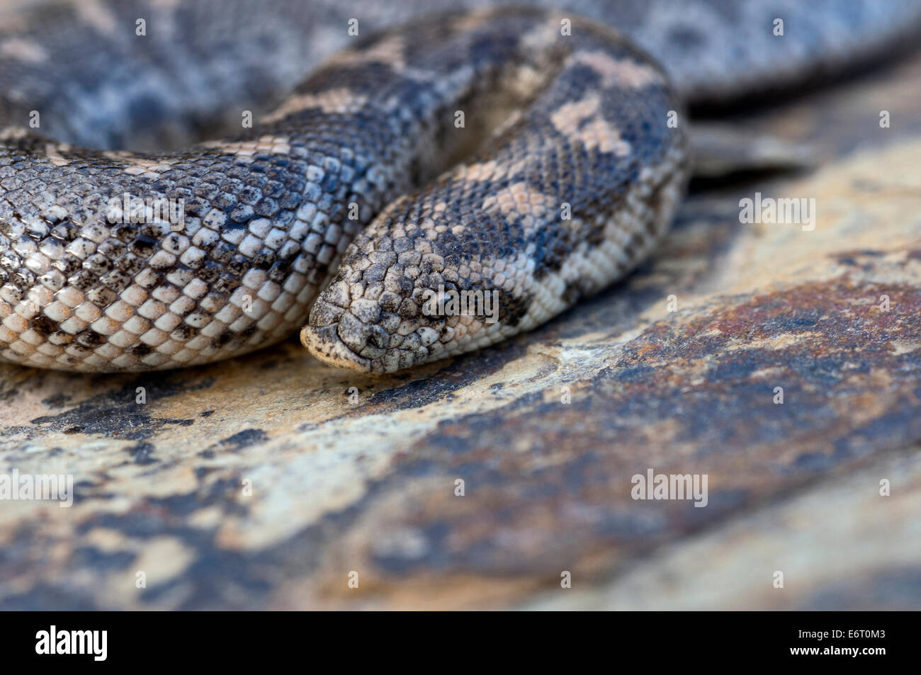 Jaculus hi-res stock photography and images - Alamy