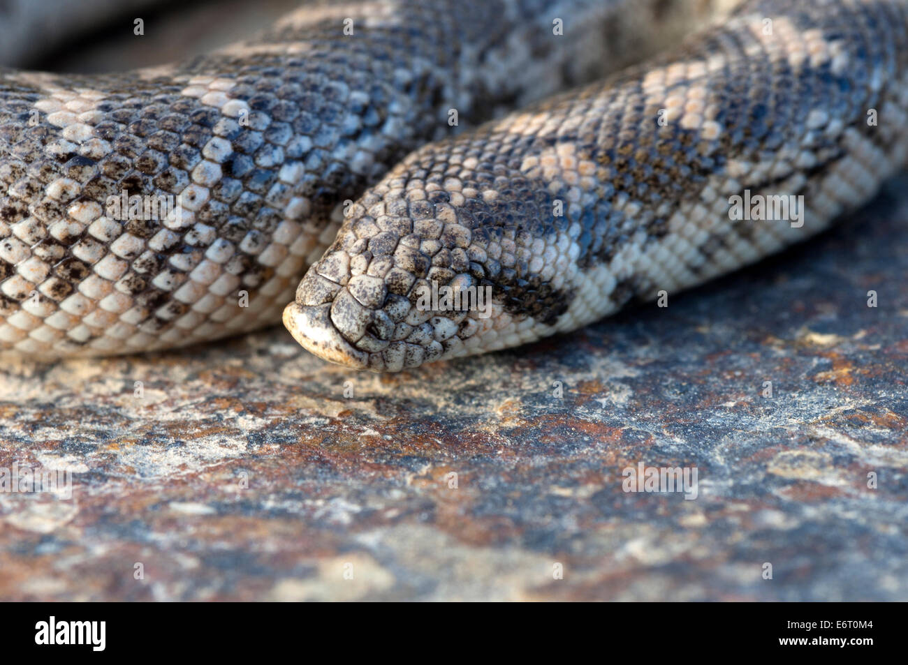Jaculus hi-res stock photography and images - Alamy