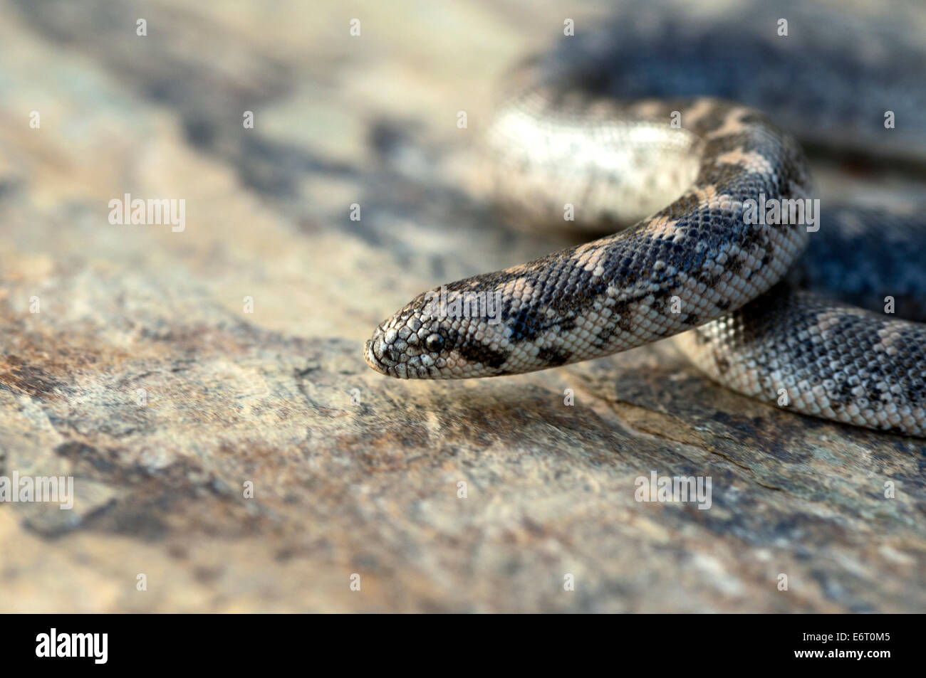 Jaculus jaculus hi-res stock photography and images - Alamy