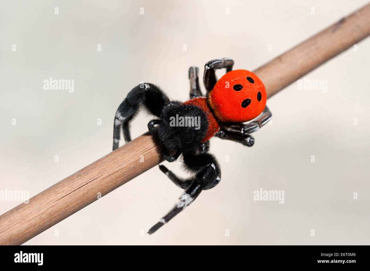 Eresus cinnaberius hi-res stock photography and images - Alamy