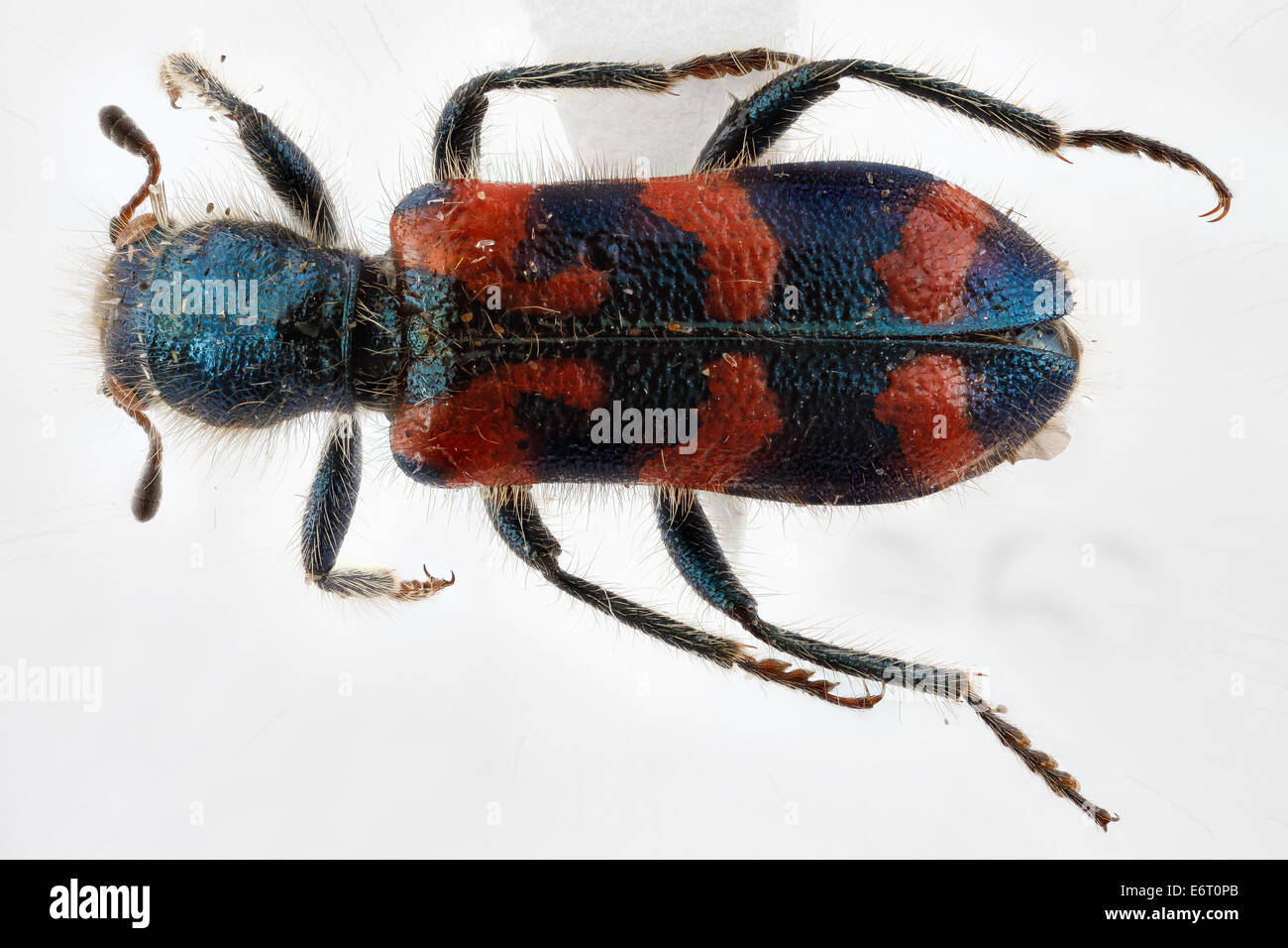 Trichodes ornatus, the ornate checkered beetle, is captured from the ...