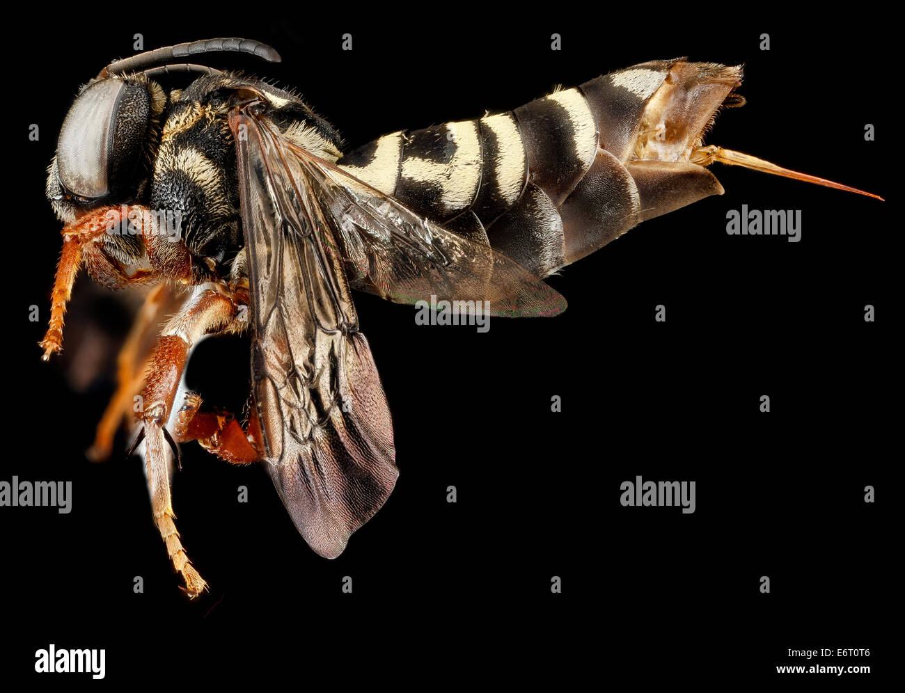 Triepeolus pectoralis, a cuckoo bee, was photographed on Great Brewster ...