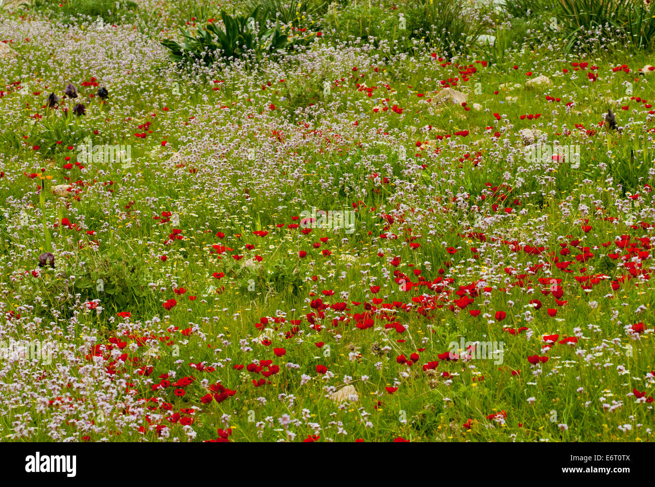 Northern jordan flowers hi-res stock photography and images - Alamy