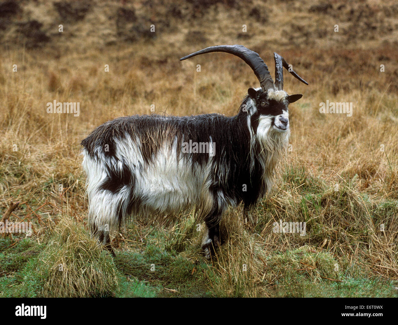 Goat - Capra hircus Stock Photo - Alamy