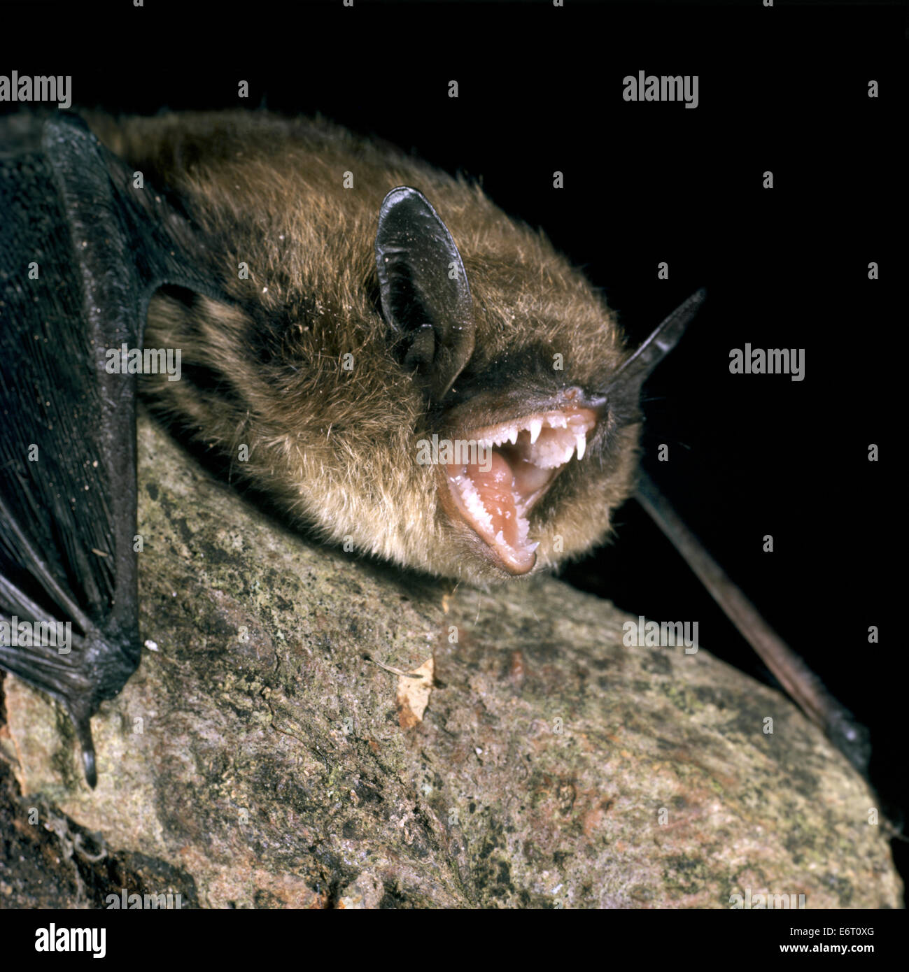 Insectivore teeth hi-res stock photography and images - Alamy