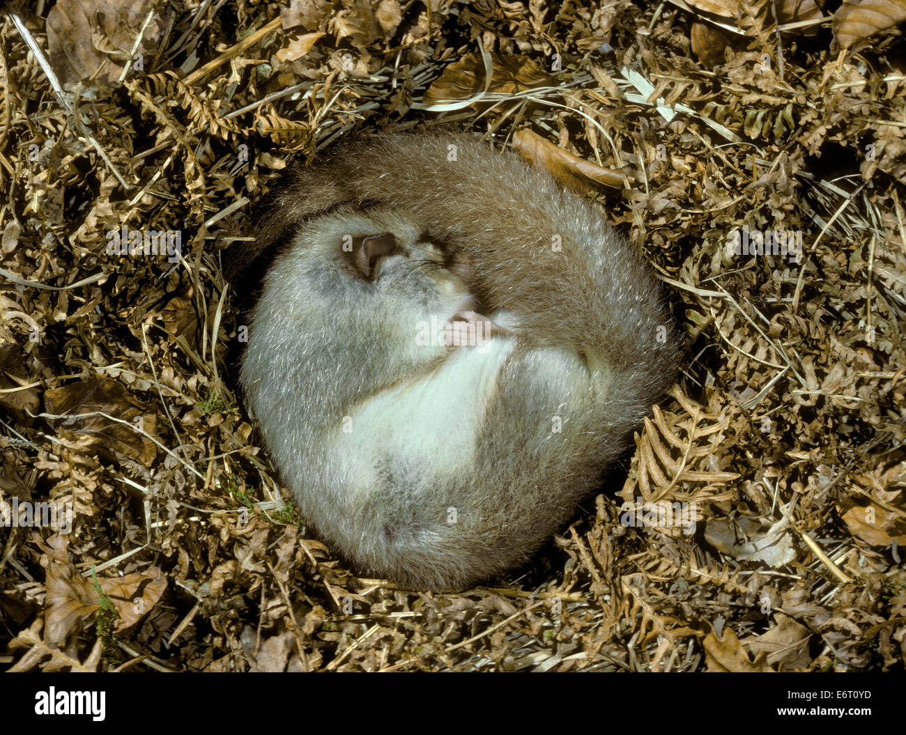 Glis glis sleeping hi-res stock photography and images - Alamy