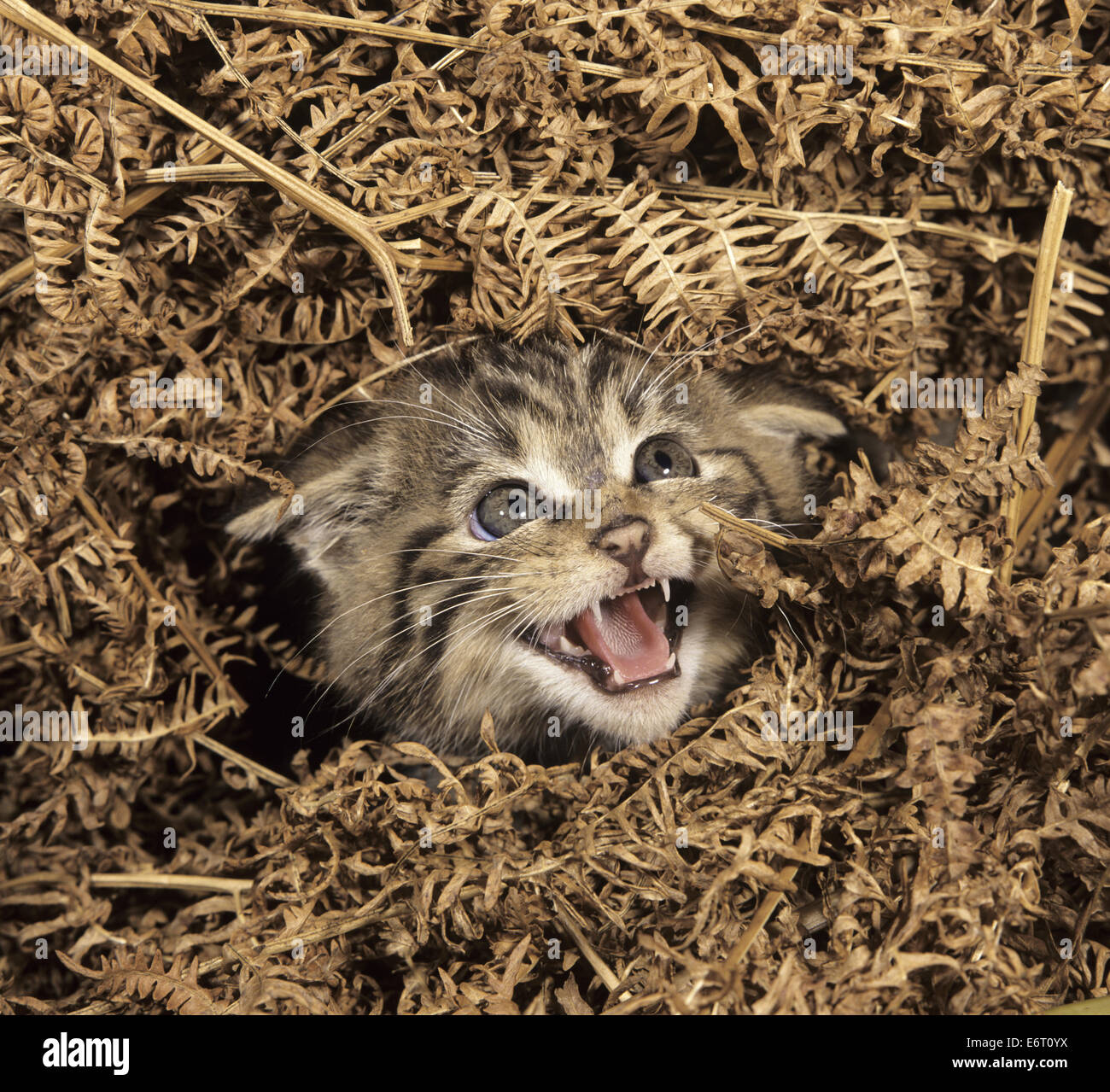 Snarling cats hi-res stock photography and images - Alamy