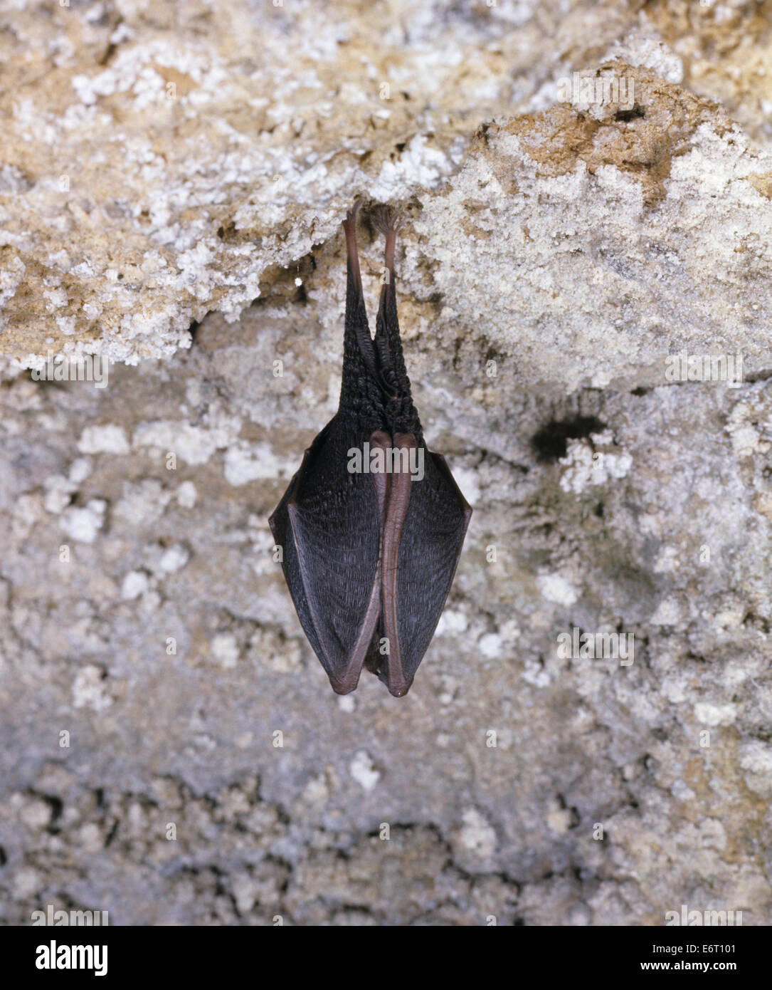 Lesser Horseshoe Bat - Rhinolophus hipposideros Stock Photo - Alamy