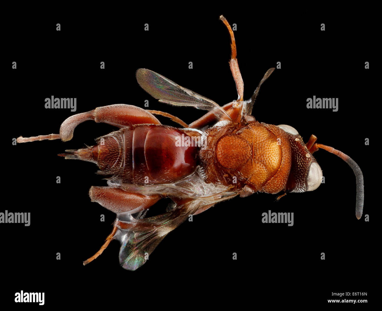 This photograph shows a back view of a wasp, possibly from the ...