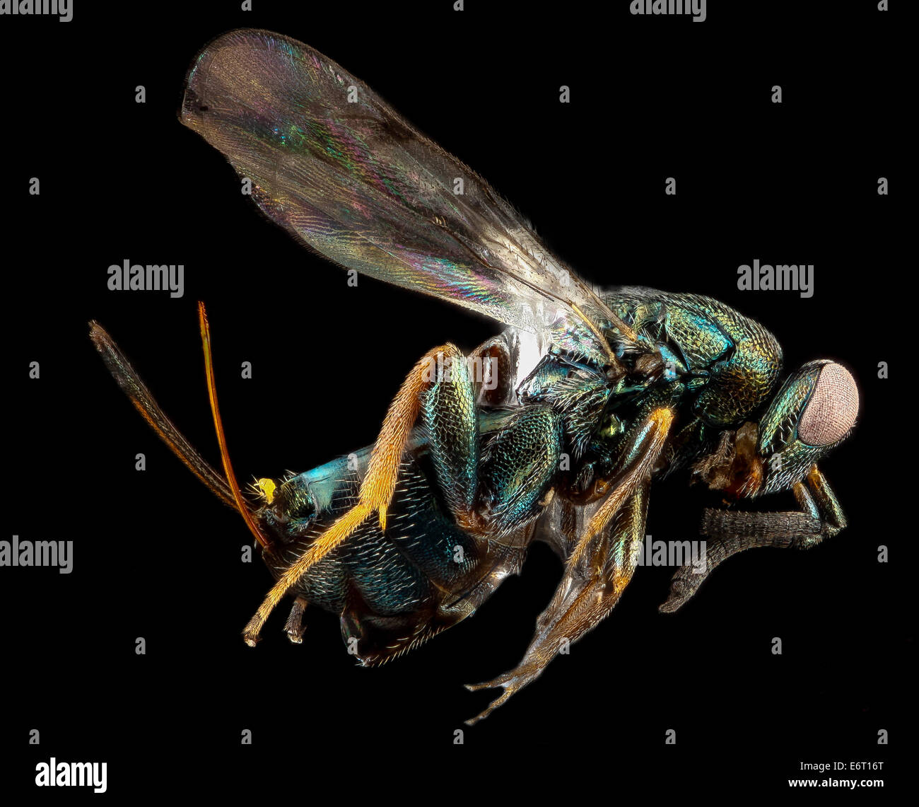 A side view of an unidentified Chalcidoidea wasp species, captured in ...