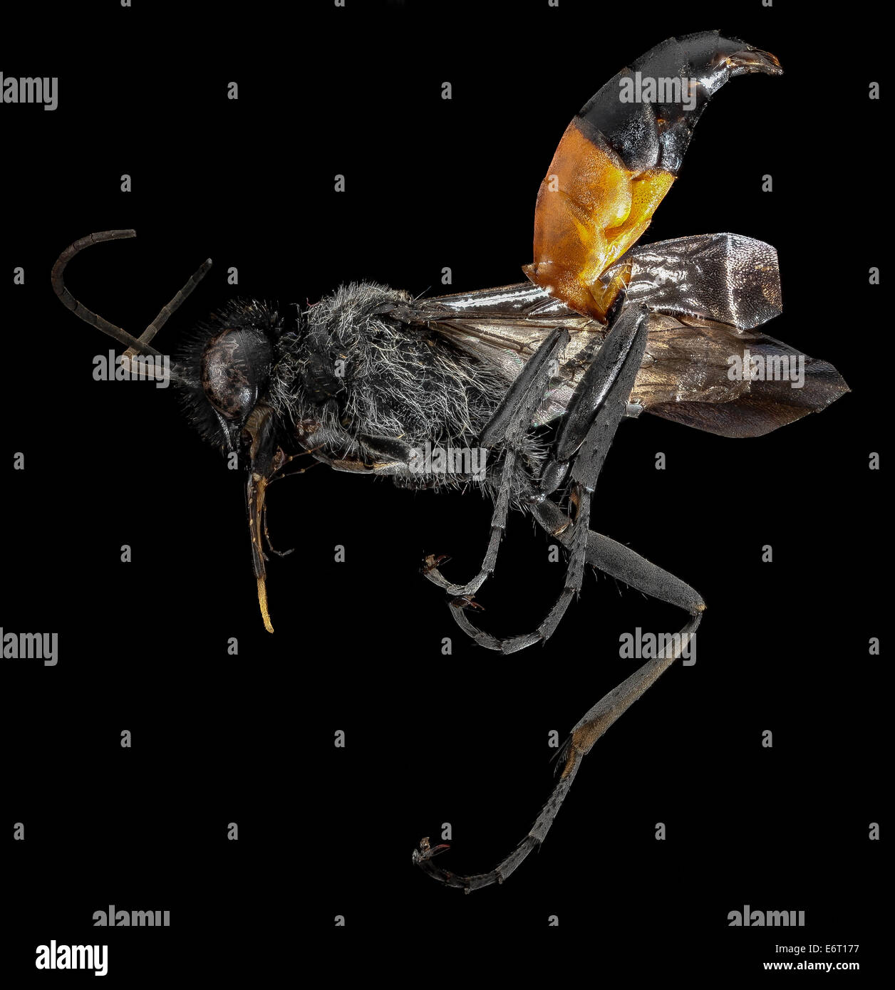 A photograph of an unidentified species of wasp from Bryce Canyon ...