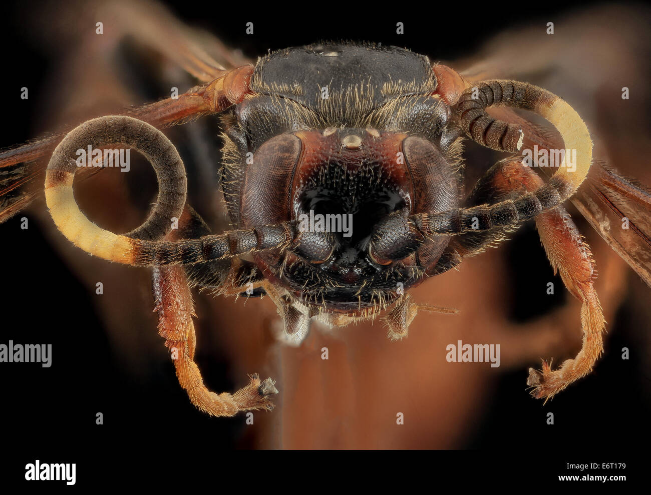 This image shows a close-up of a wasp face, highlighting the intricate ...