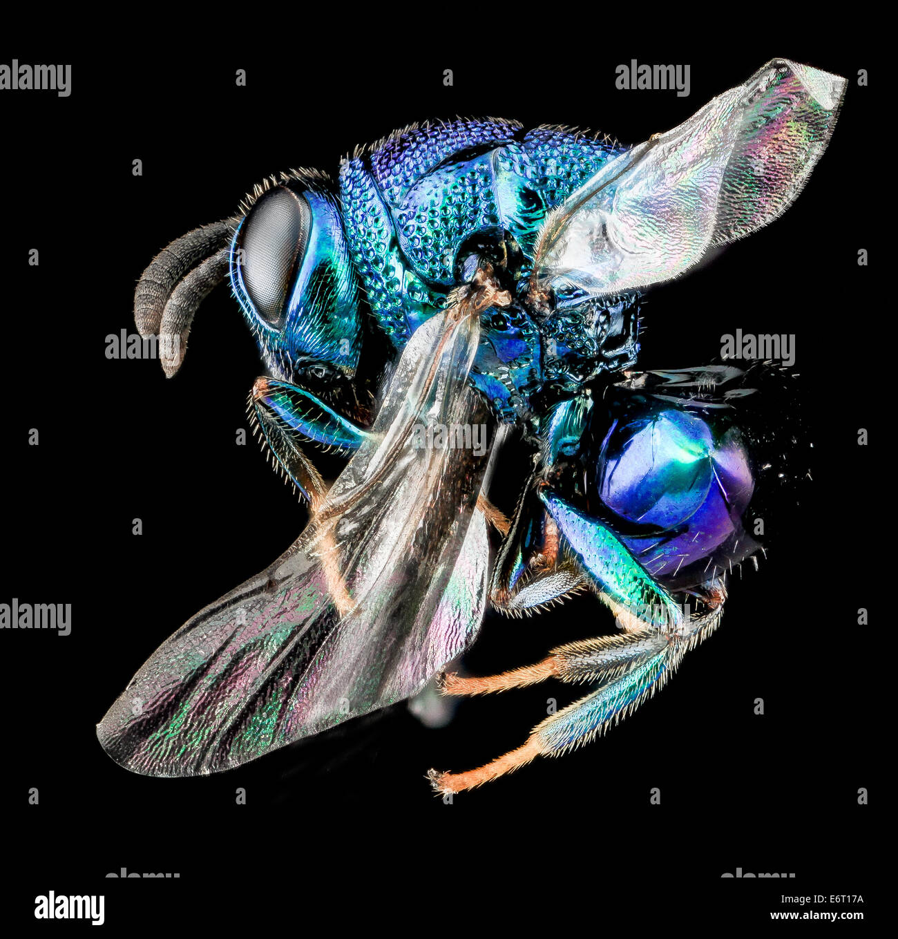 Hyperparasite hi-res stock photography and images - Alamy