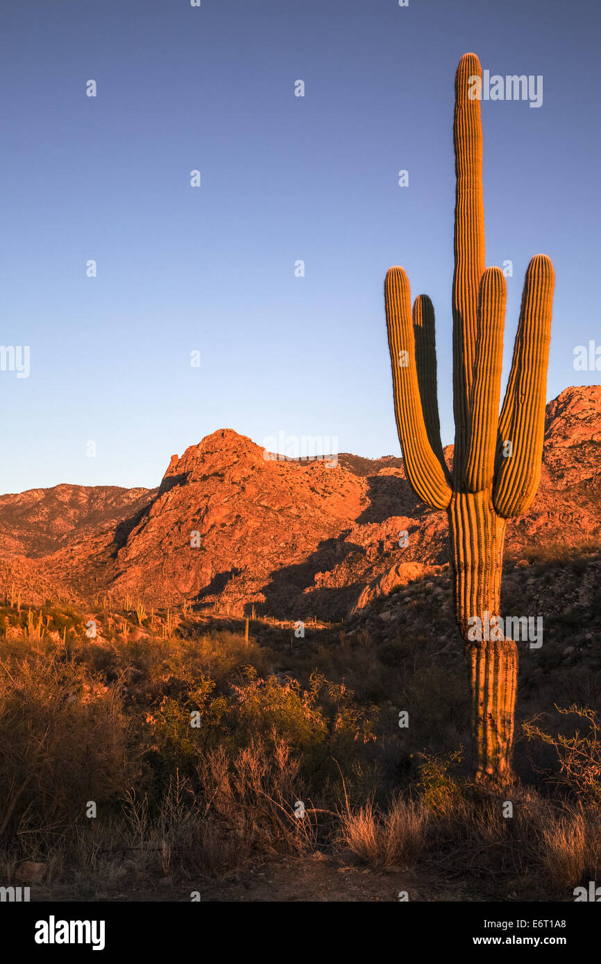 Arizona's Catalina State Park Stock Photo - Alamy