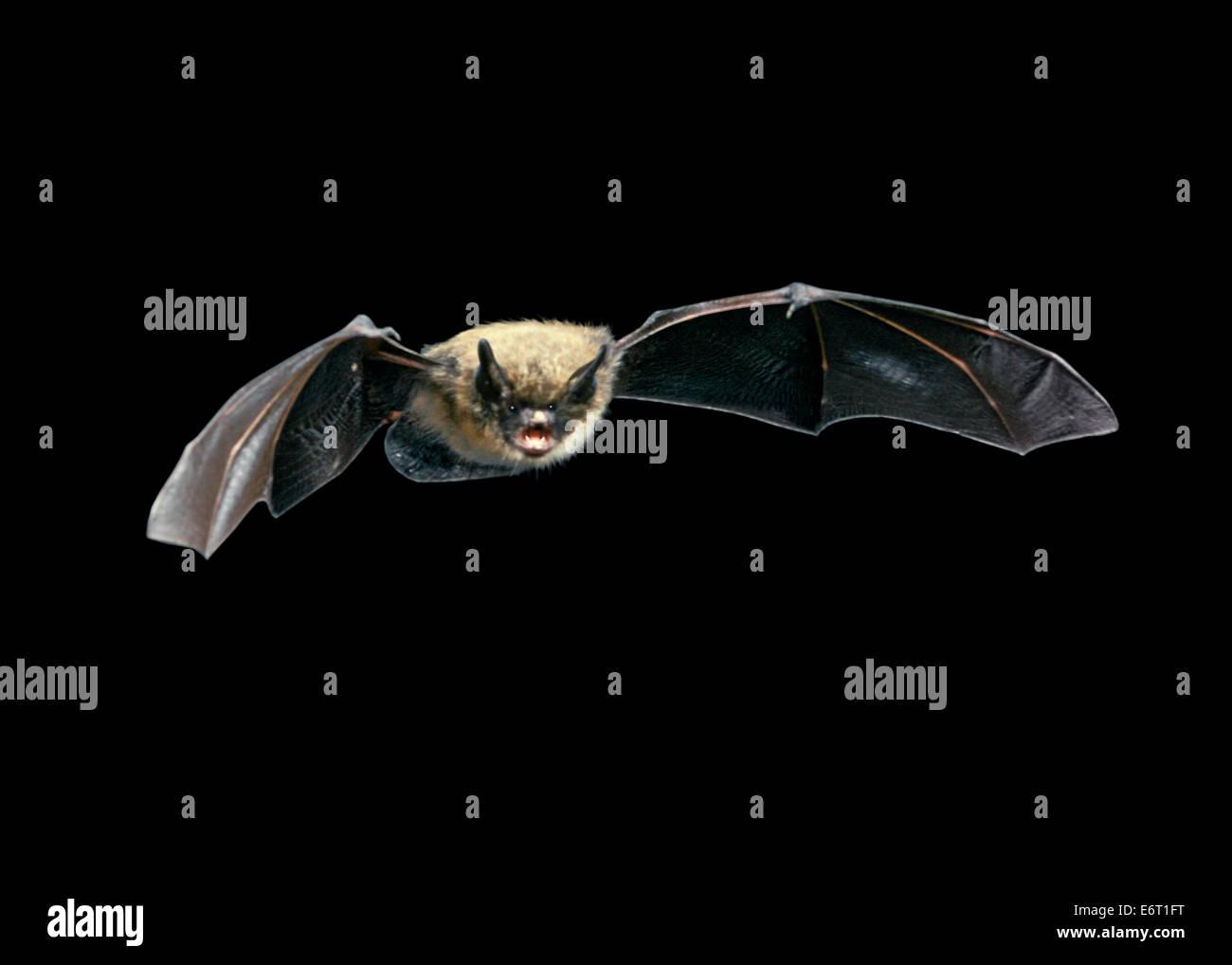 Whiskered Bat - Myotis mystacinus Stock Photo - Alamy