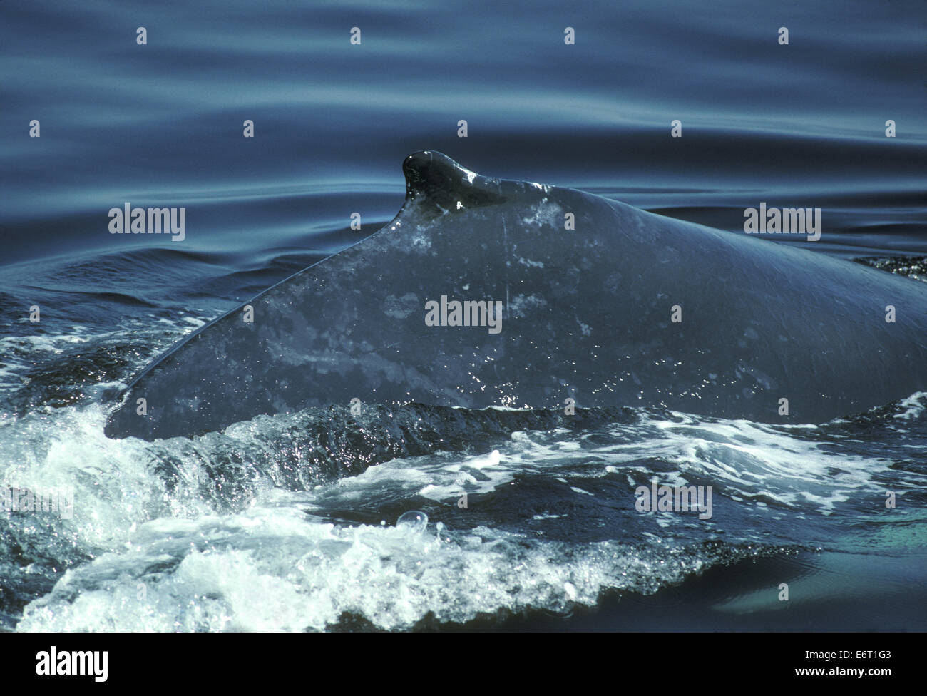 Humpback whale megaptera novaeangliae hi-res stock photography and ...