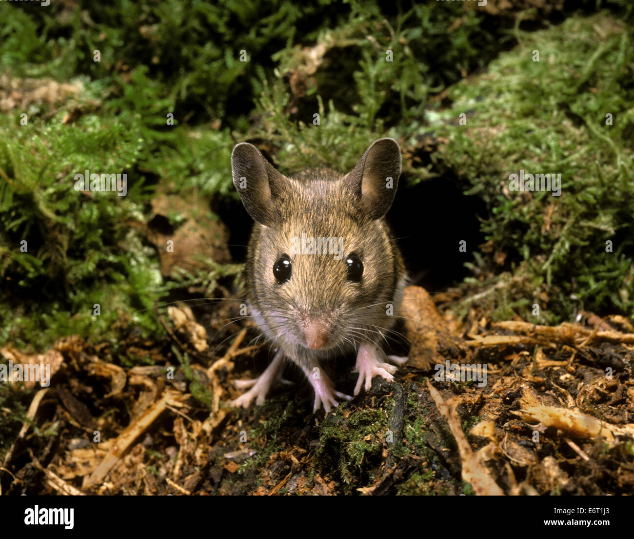 Wood Mouse - Apodemus sylvaticus Stock Photo - Alamy
