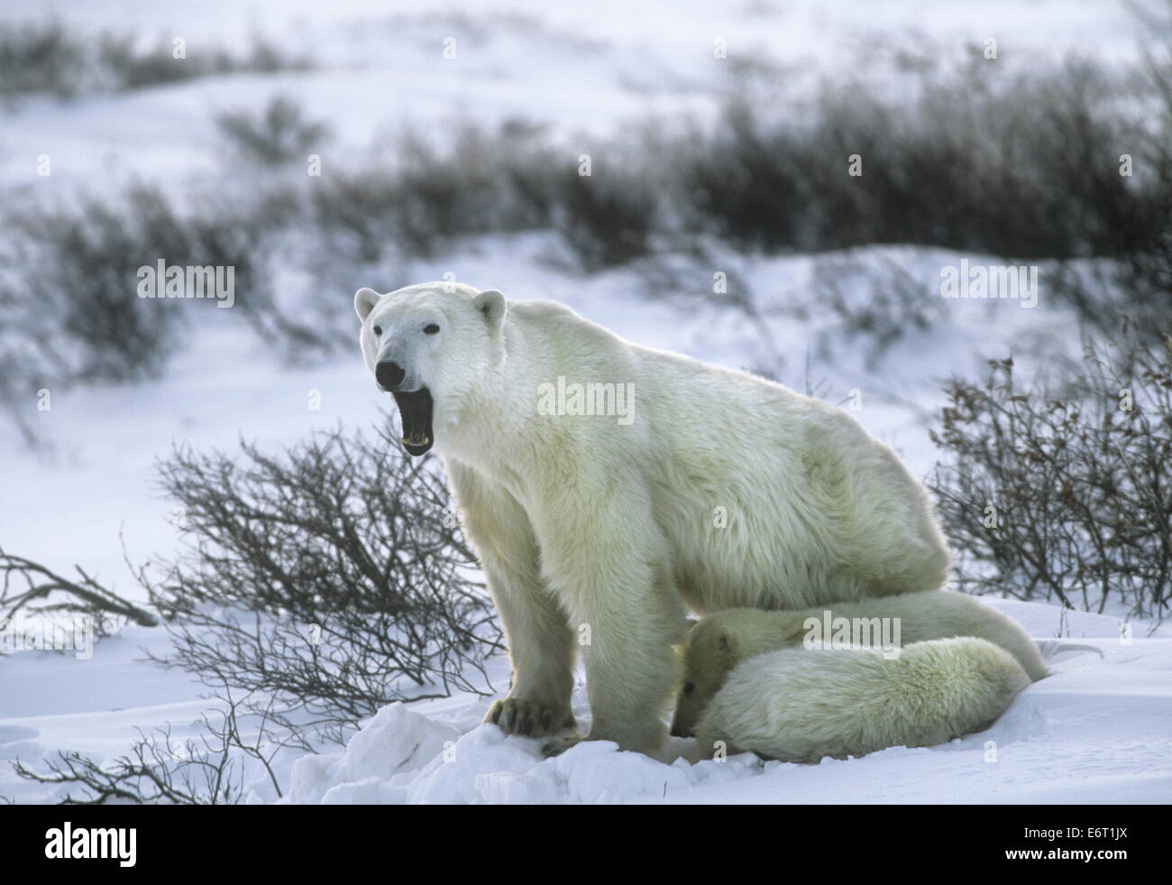 Polar Bear - Ursus maritimus Stock Photo - Alamy