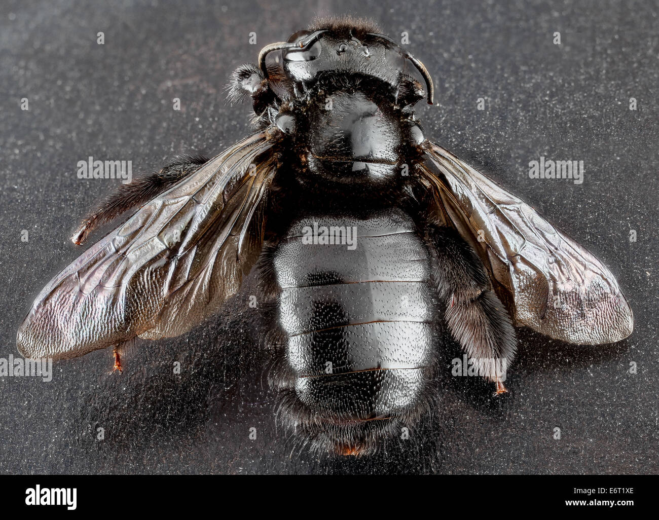 A female Xylocopa cubaecola, the Cuban carpenter bee, shown from the ...