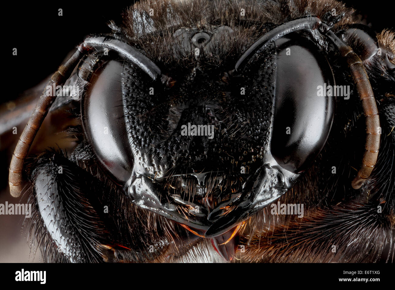 A close-up portrait of the female Cuban Carpenter Bee, Xylocopa ...